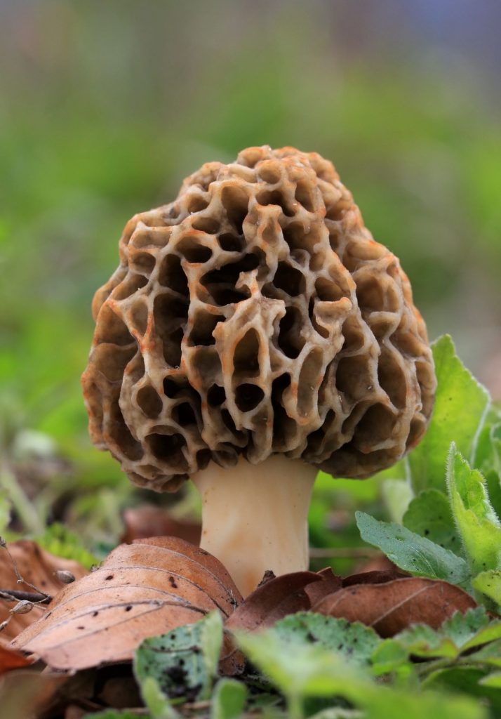 Prvé jarné huby - Časopis Quark