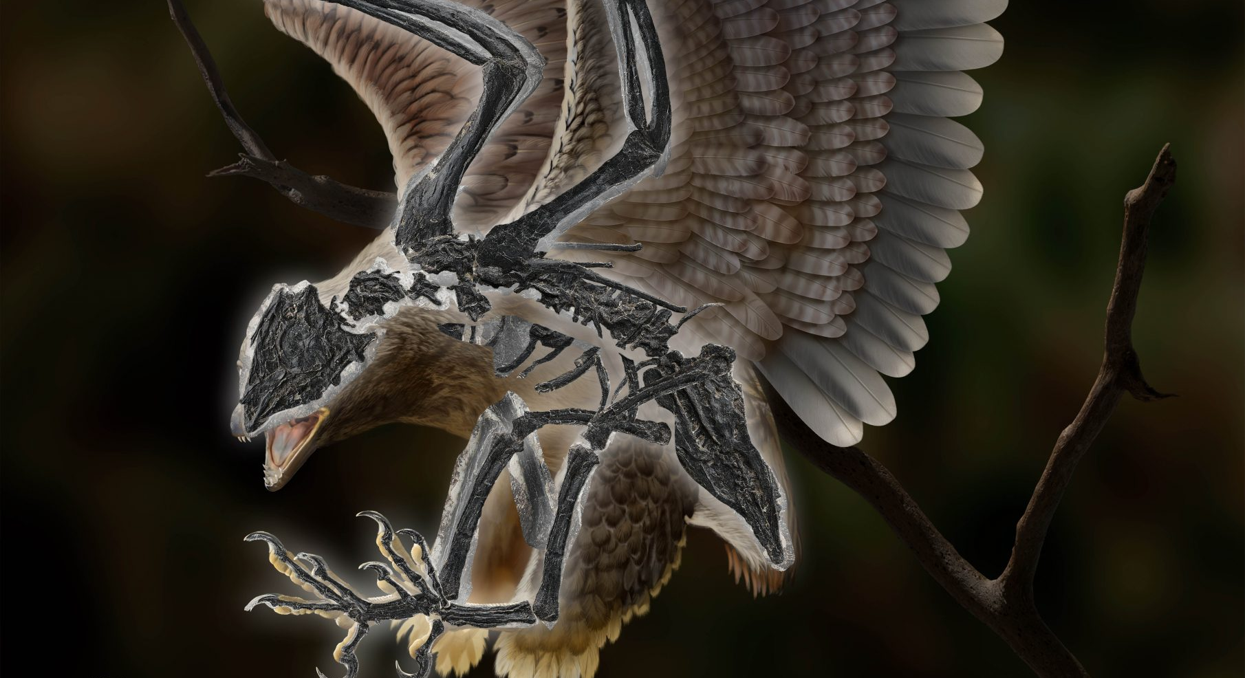 Vták s hlavou T. rexa - Časopis Quark