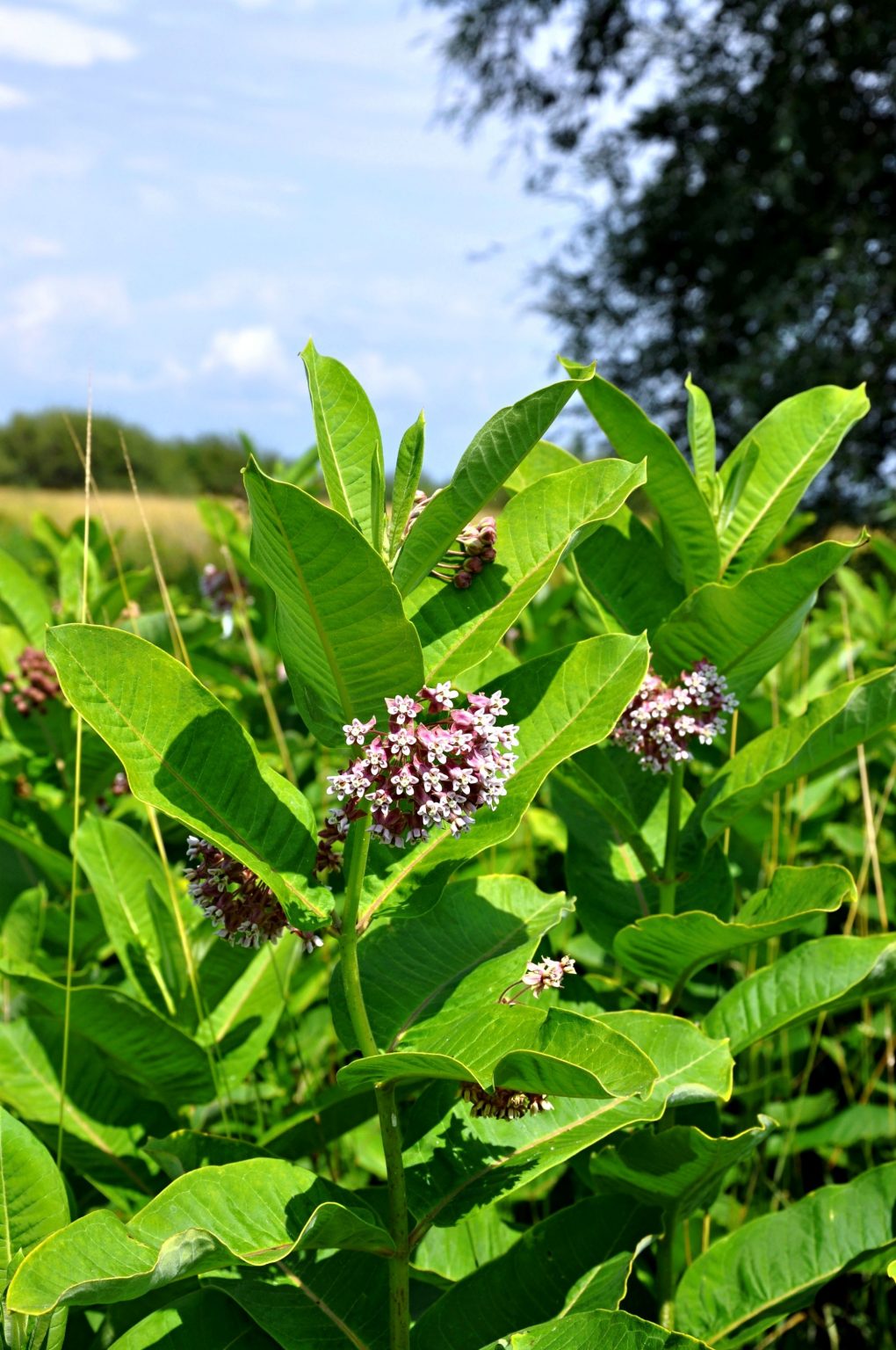 04.danaus_glejovka americká_Asclepias syriaca_Jozef Májsky - Časopis Quark