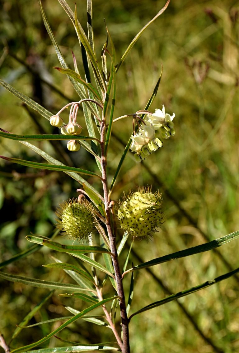07.danaus_ostnoplod vŕbolistý_Gomphocarpus fruticosus_Jozef Májsky ...