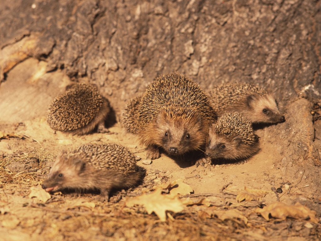 Nočný samotár - Časopis Quark