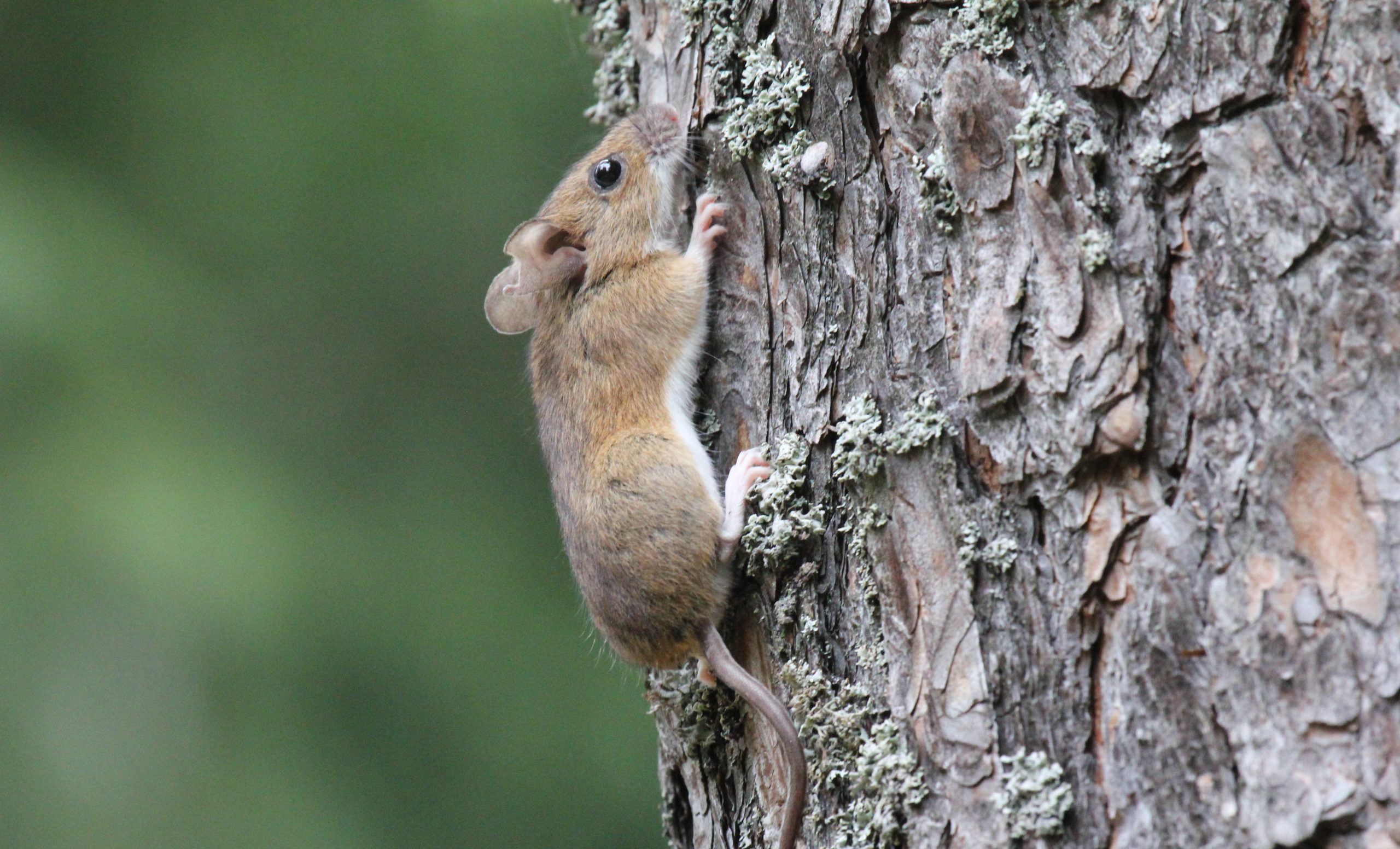 Ryšavá myška - Časopis Quark