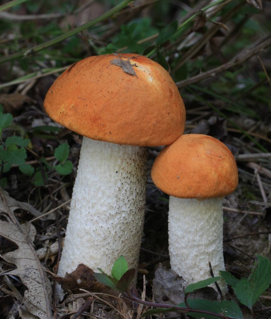 1. Kozák osikový - Časopis Quark