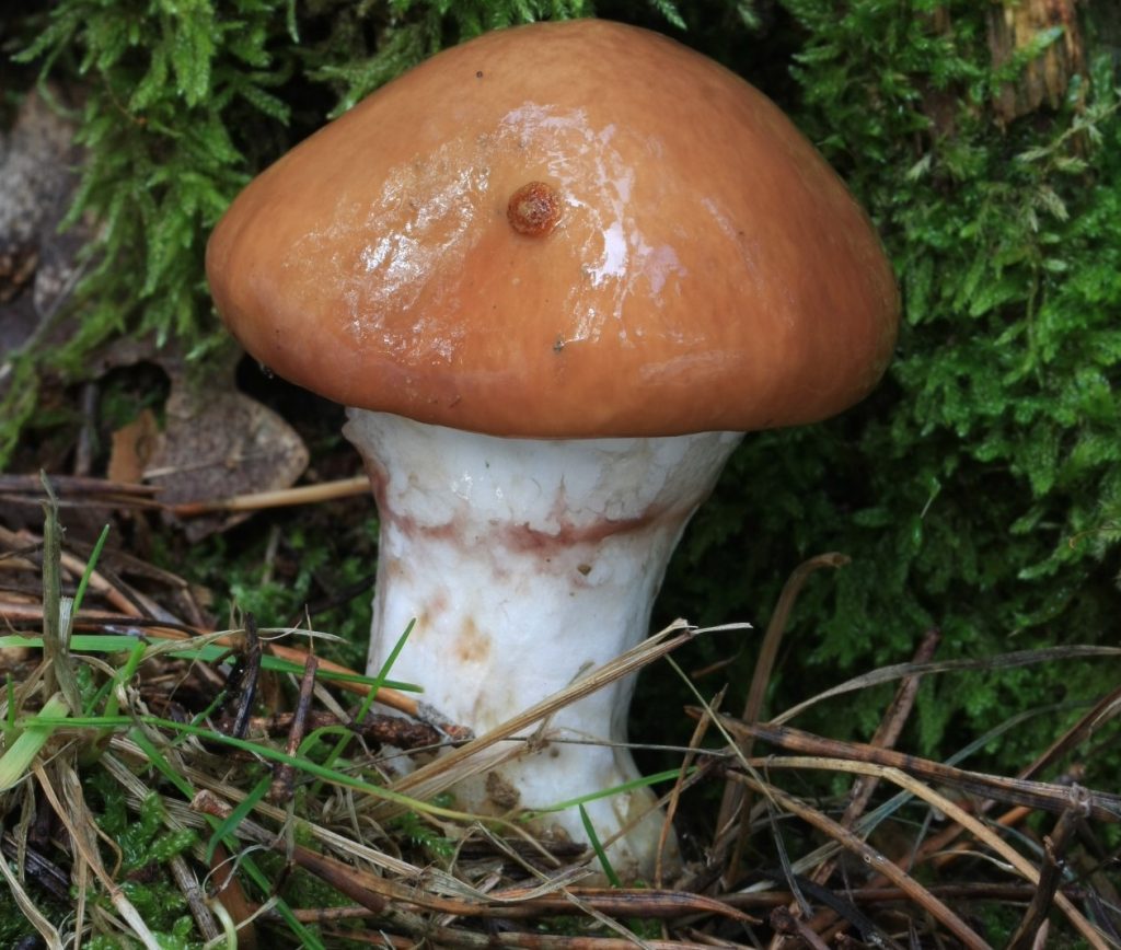 Slizké huby - Časopis Quark